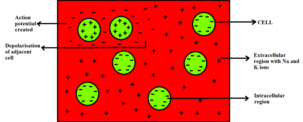 How a Pacemaker Works - Durofy - Business, Technology, Entertainment ...
